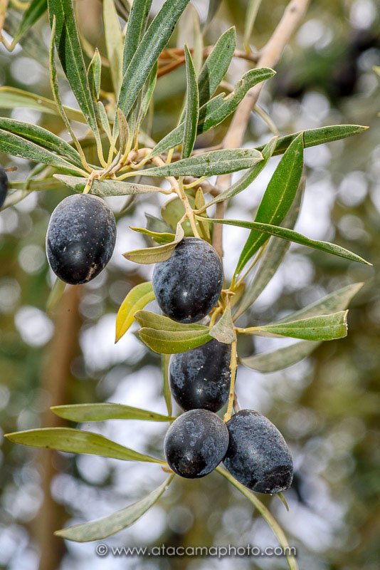 Ripe black olives hanging on a tree in Azapa valley, close-up. - Image ...
