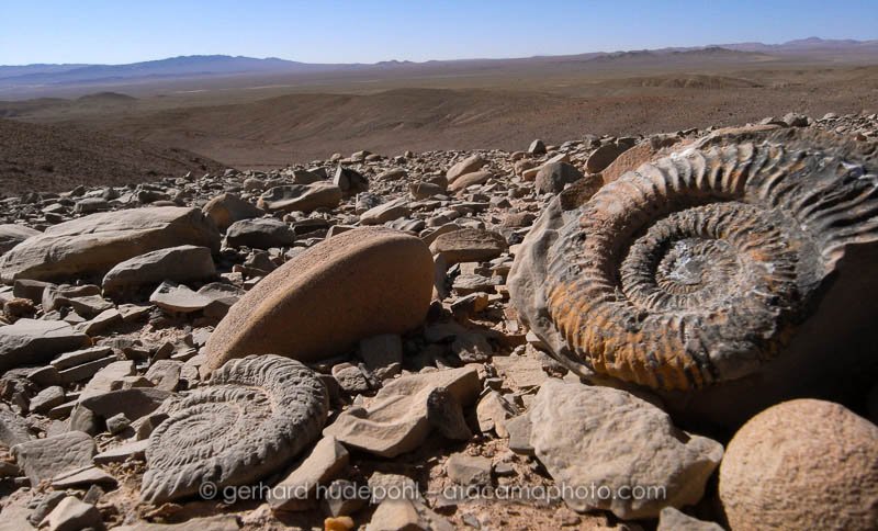 Image folder »Atacama Desert« | ATACAMAPHOTO - Nature Photo Library