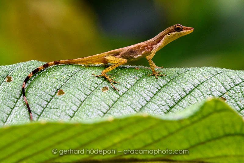 Border Anole (Anolis limifrons), Costa Rica - Image D5C7458.jpg ...