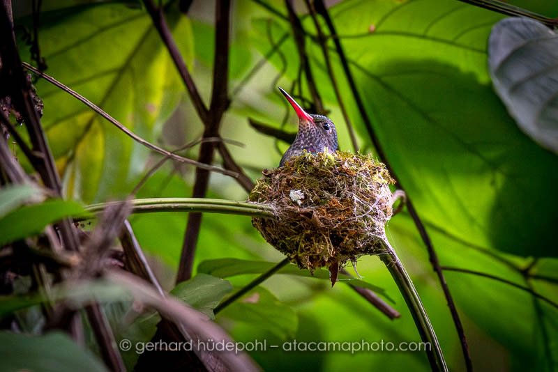 Charming hummingbird (Polyerata decora) on his nest - Image D5F3824.jpg ...