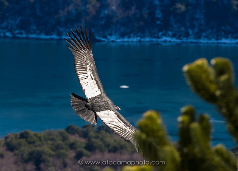 Andean Condor in flight above lake Conguillio - Image condor.jpg ...