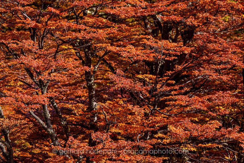 Red autumn leaves of lenga trees (Nothofagus pumilio) in Patagonia ...