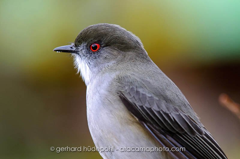 Fire-eyed Diucon (Xolmis pyrope) - Image DSE1305.jpg | ATACAMAPHOTO ...