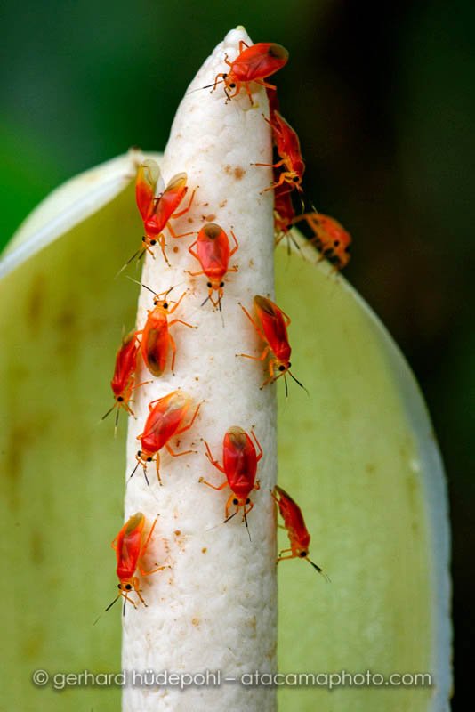 Tiny red stink bugs on a flower, Tambopata - Image D5B3590.jpg ...